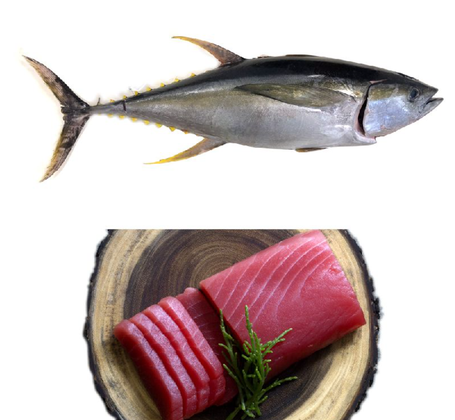 Buy Premium Grade Whole Tuna Fish For Sale/ Frozen Fresh Black Fin Tuna ...