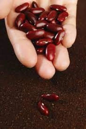 Buy Kidney Beans from Kgolo Industrial Supplies, South Africa ...