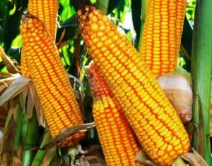 Buy Yellow Corn from ng agro limited, Kenya | Tradewheel.com