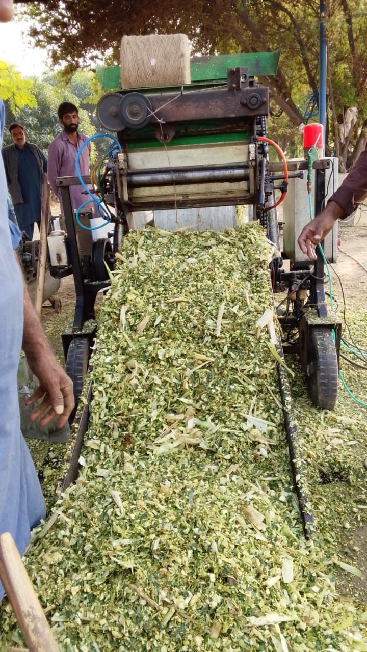 Buy Corn Silage And Animal Feed Dairy Feed from lak traders, Pakistan ...