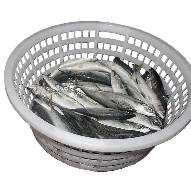 Buy Scad Horse Mackerel Thomson Fish Frozen Frozen Horse Mackerel from ...