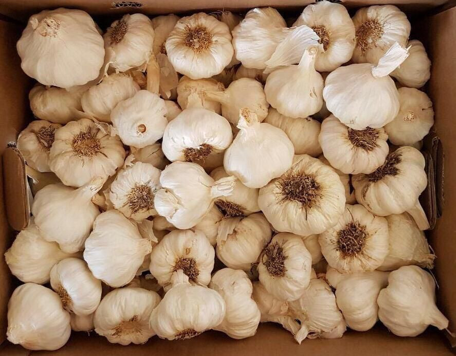 Buy Egyptian White Garlic from Tomna, Egypt | Tradewheel.com