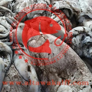 Buy Cuttlefish Whole Round from AL TAWAKAL FROZEN FOODS, Pakistan ...