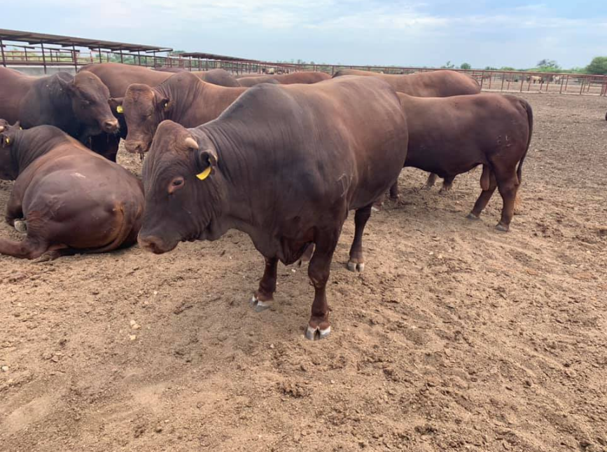 Buy Cattle / Cows from THD Mach Livestock, South Africa | Tradewheel.com