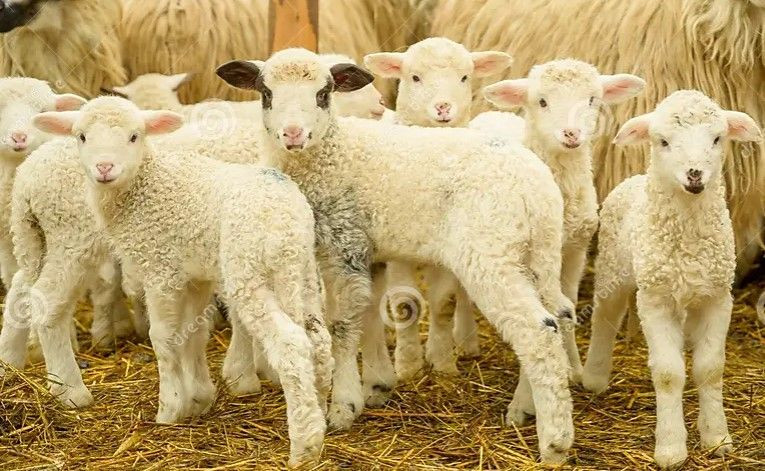 Buy Live Lamb from Benath Trading, Romania | Tradewheel.com