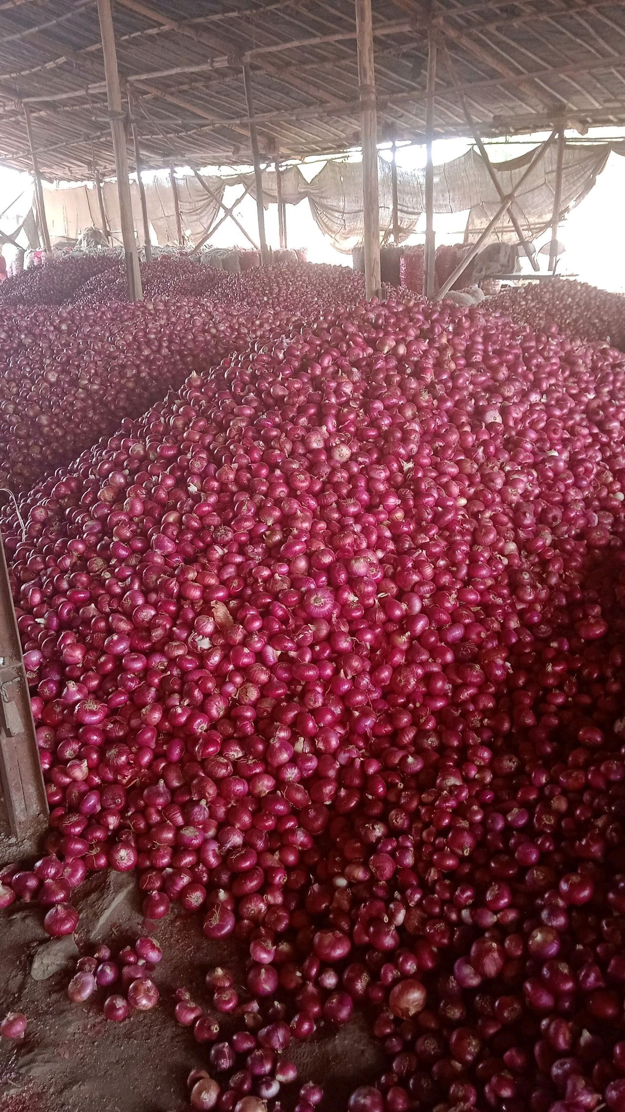 Buy Red Onion from kaizen export, India | Tradewheel.com