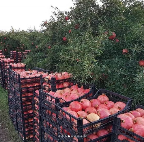 Buy Fresh Red Fuji Apple Fruit Fresh Apples Royal Gala And Red ...