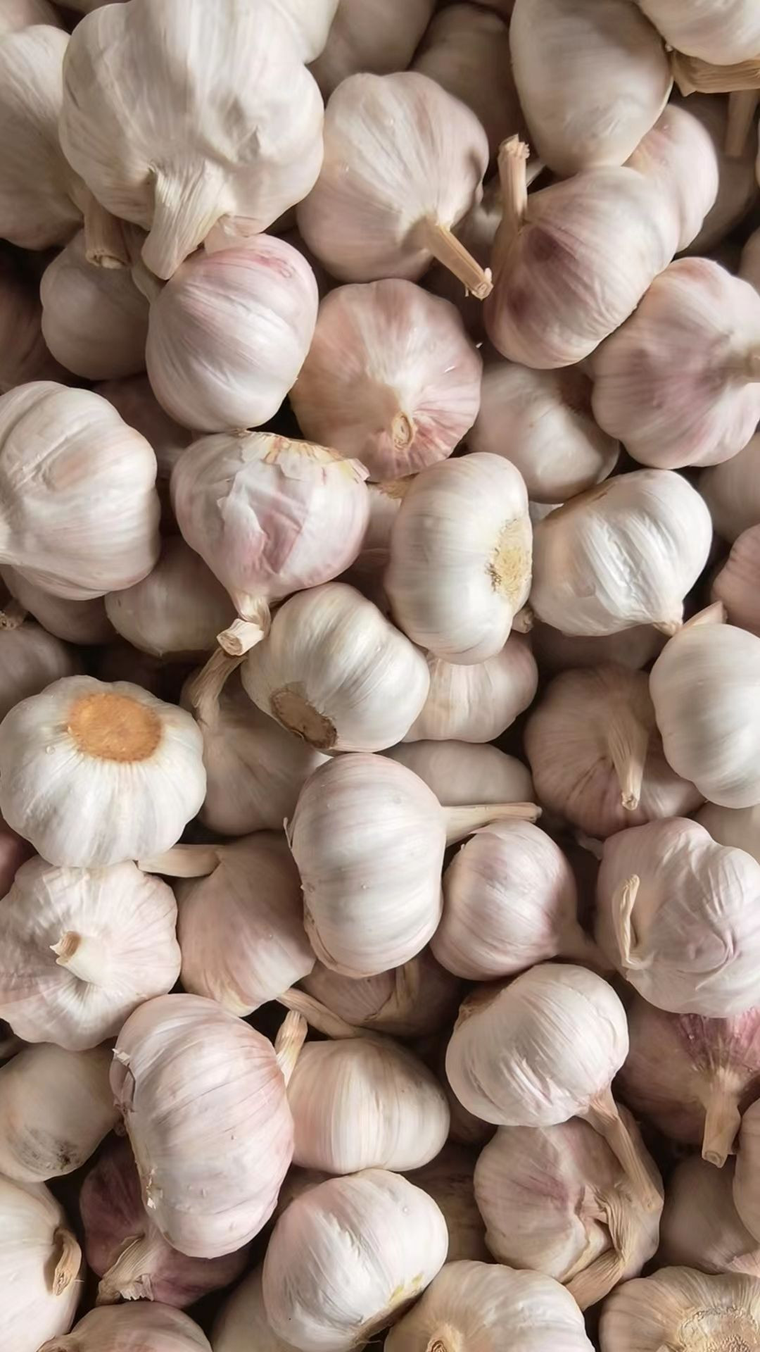 Buy Fresh White Garlic from Anton Industry, Mozambique | Tradewheel.com