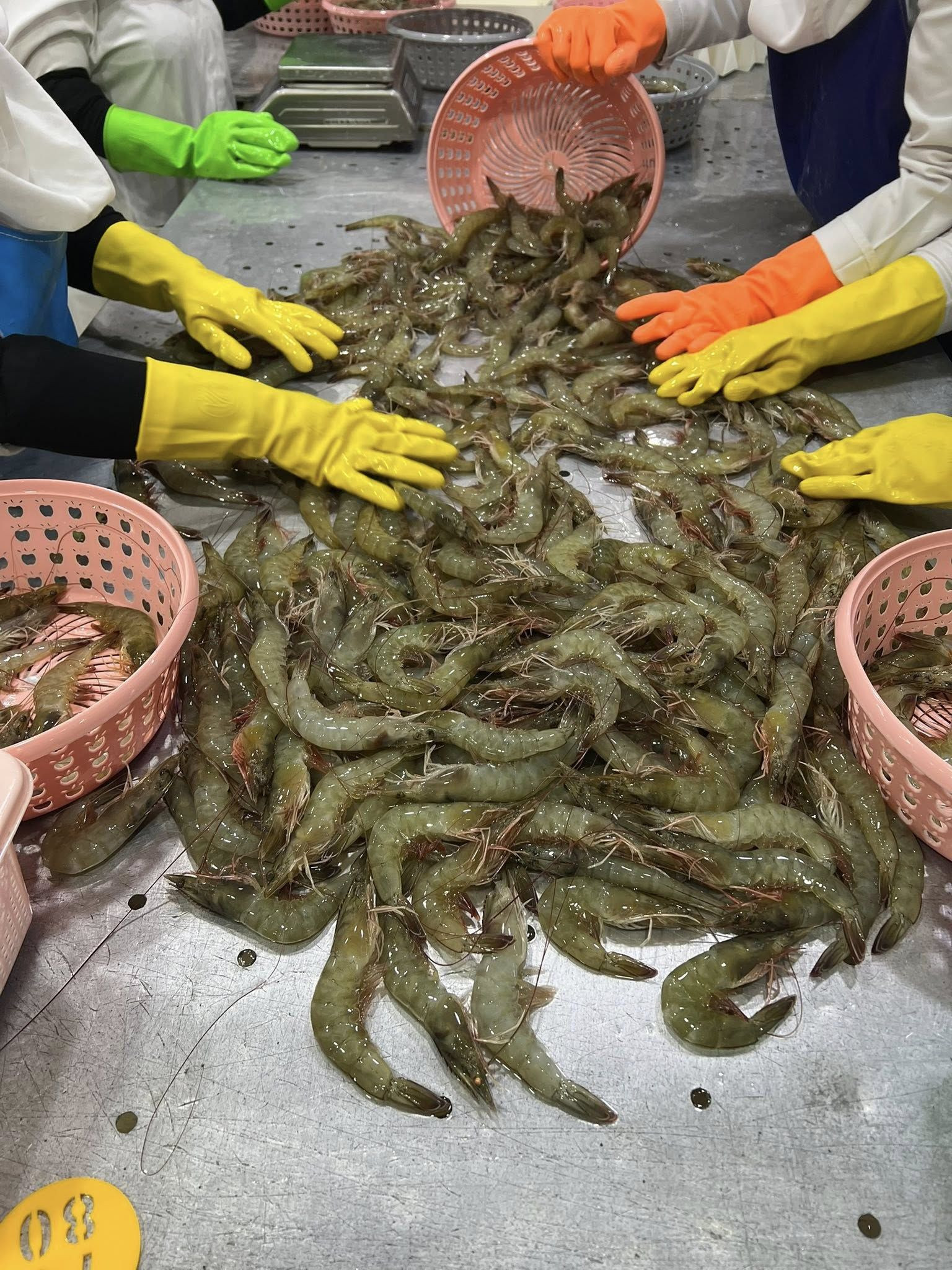 Buy Frozen Big Size Tiger Shrimp For Sale from Eco Edge Company Limited ...