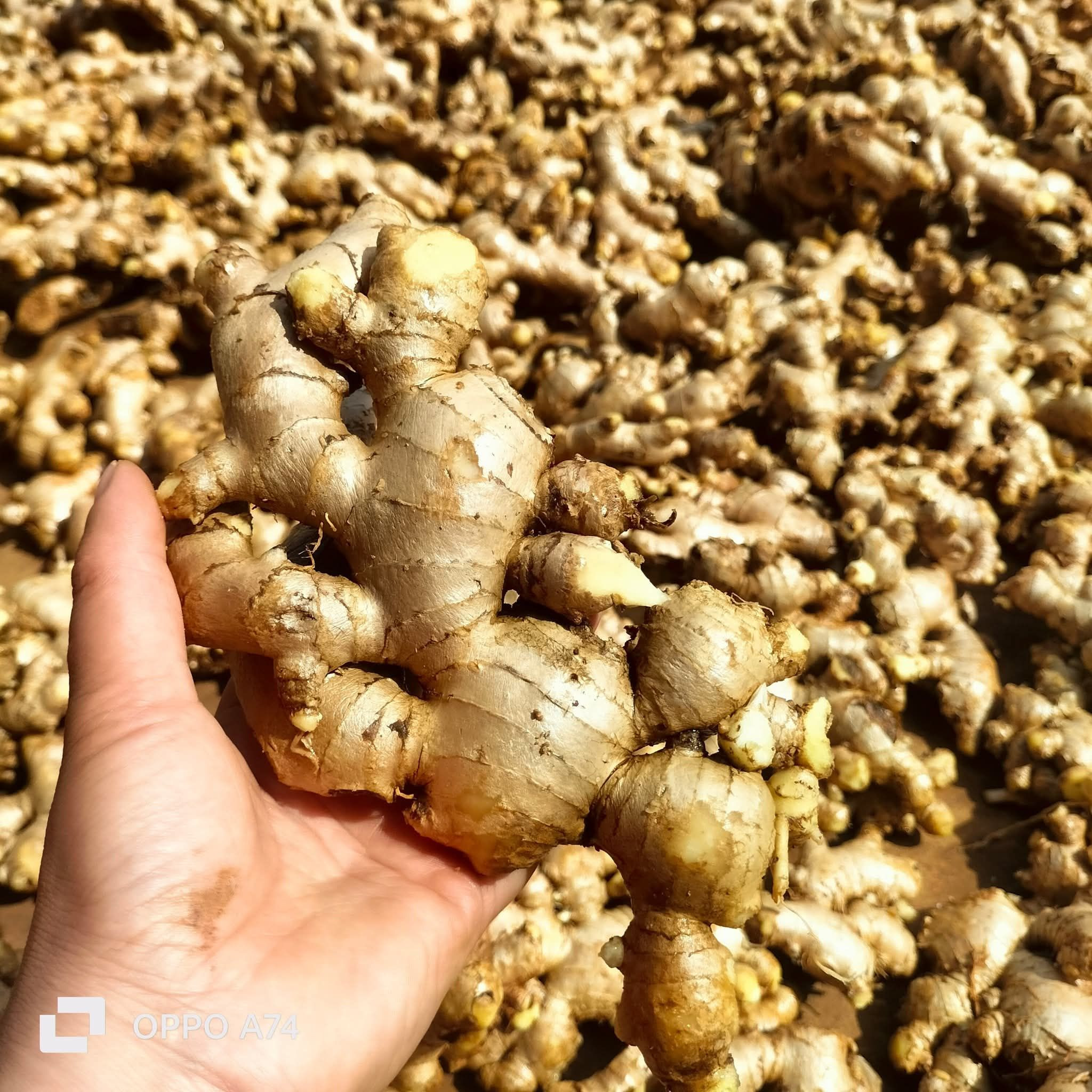 Buy Ginger from CONG TY CP XNK TPNN TAN NGUYEN, Vietnam | Tradewheel.com