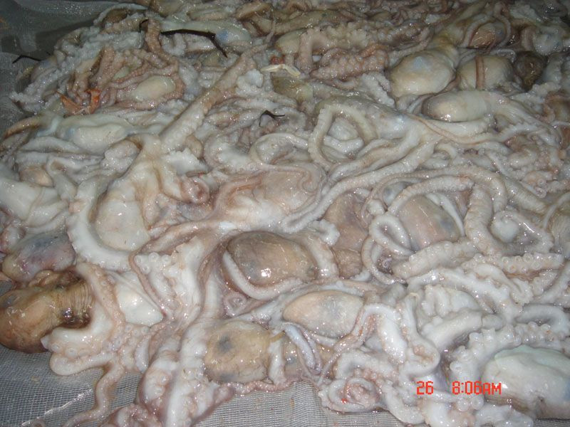 Buy Frozen Octopus from Hand Foods (Dalian) Co., Ltd., China ...