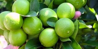 Buy Mexican Lemon from Orion Holdings, Mexico | Tradewheel.com