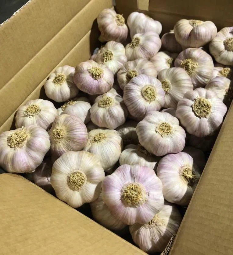 Buy Fresh Red Garlic from Tomna, Egypt | Tradewheel.com