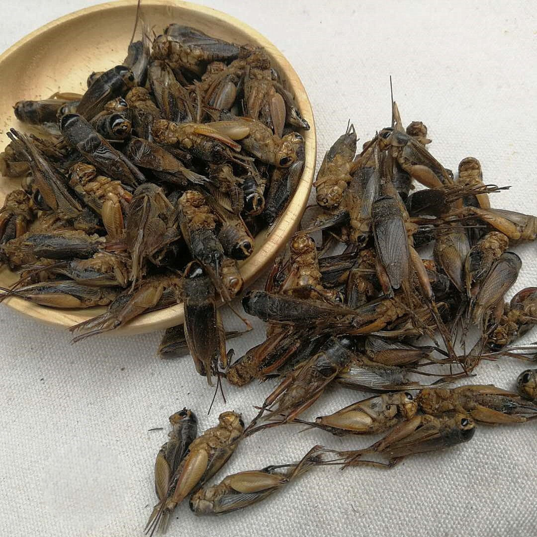 Buy 10030 Xi Shuai Natural Dried Wild Gryllolaptaptidae Chinese Mole ...