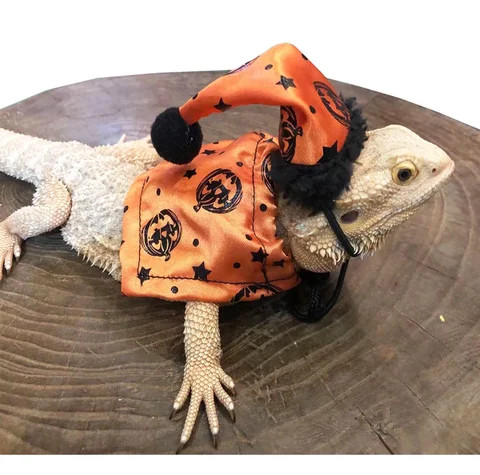 Buy Halloween Cosplay Pet Cape Lizard Costume Small Pet Costumes For ...