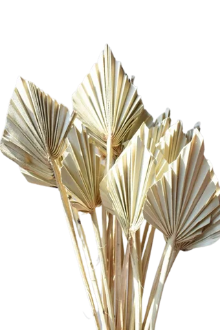 Buy Natural Palm Spear Decorative Dried Flowers from COSMICO VENTURES LLP, China | Tradewheel.com