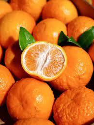 Buy Top Quality Fresh Mandarin Egypt Origin Tangerine Wholesale Sweet ...