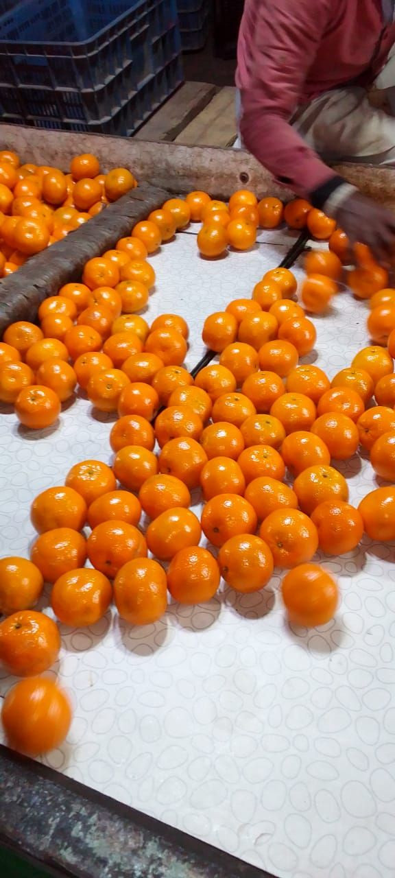 Buy Citrus Fruit Tangerine Mandarine Kinnow from lak traders, Pakistan ...