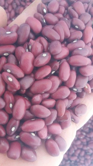 Buy Red Kidney from Hamrahan Faraz Kavir, Iran | Tradewheel.com