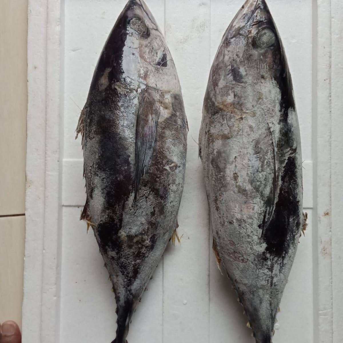 Buy Frozen Skipjack Tuna Whole Round - High Quality from PT Savya Coco ...