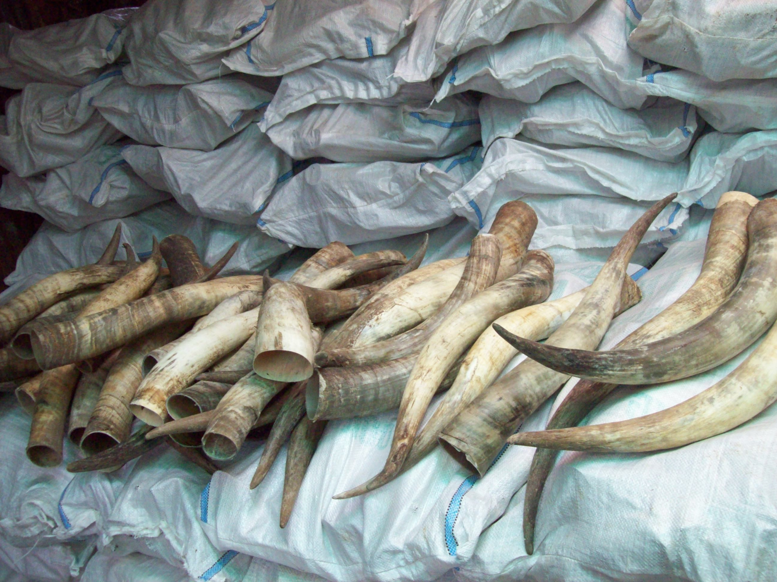 Buy Raw Cow Horn from Basic Agro Tech Nig Ltd, Nigeria | Tradewheel.com