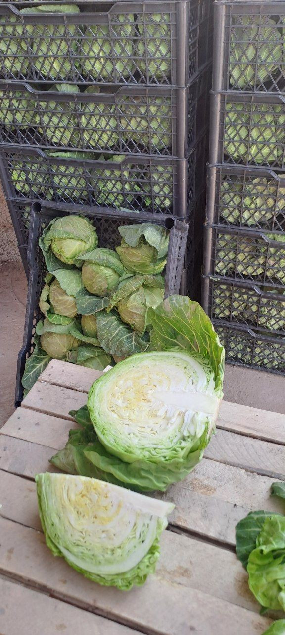 Buy Fresh Young Cabbage from world import export trade uzbekistan ...
