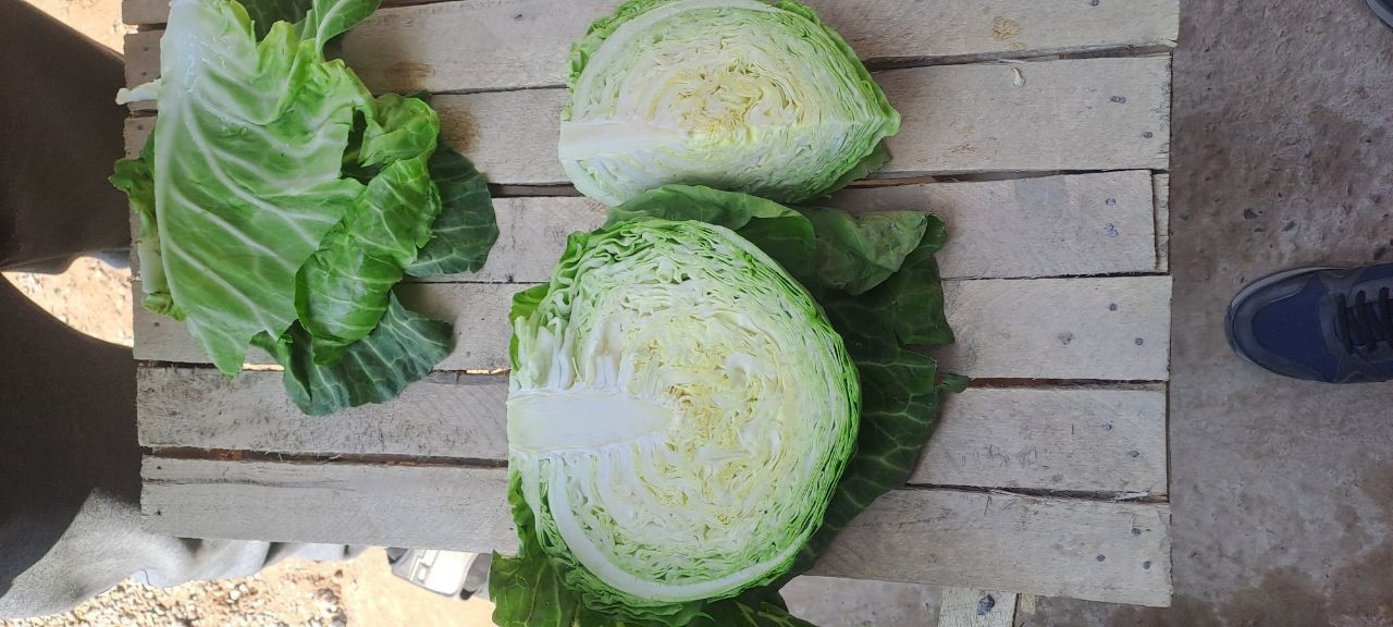 Buy Fresh Young Cabbage from world import export trade uzbekistan ...