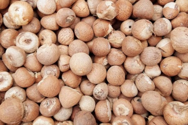 Buy Betel Nut from PT AGROW HUB NATURE, Indonesia | Tradewheel.com