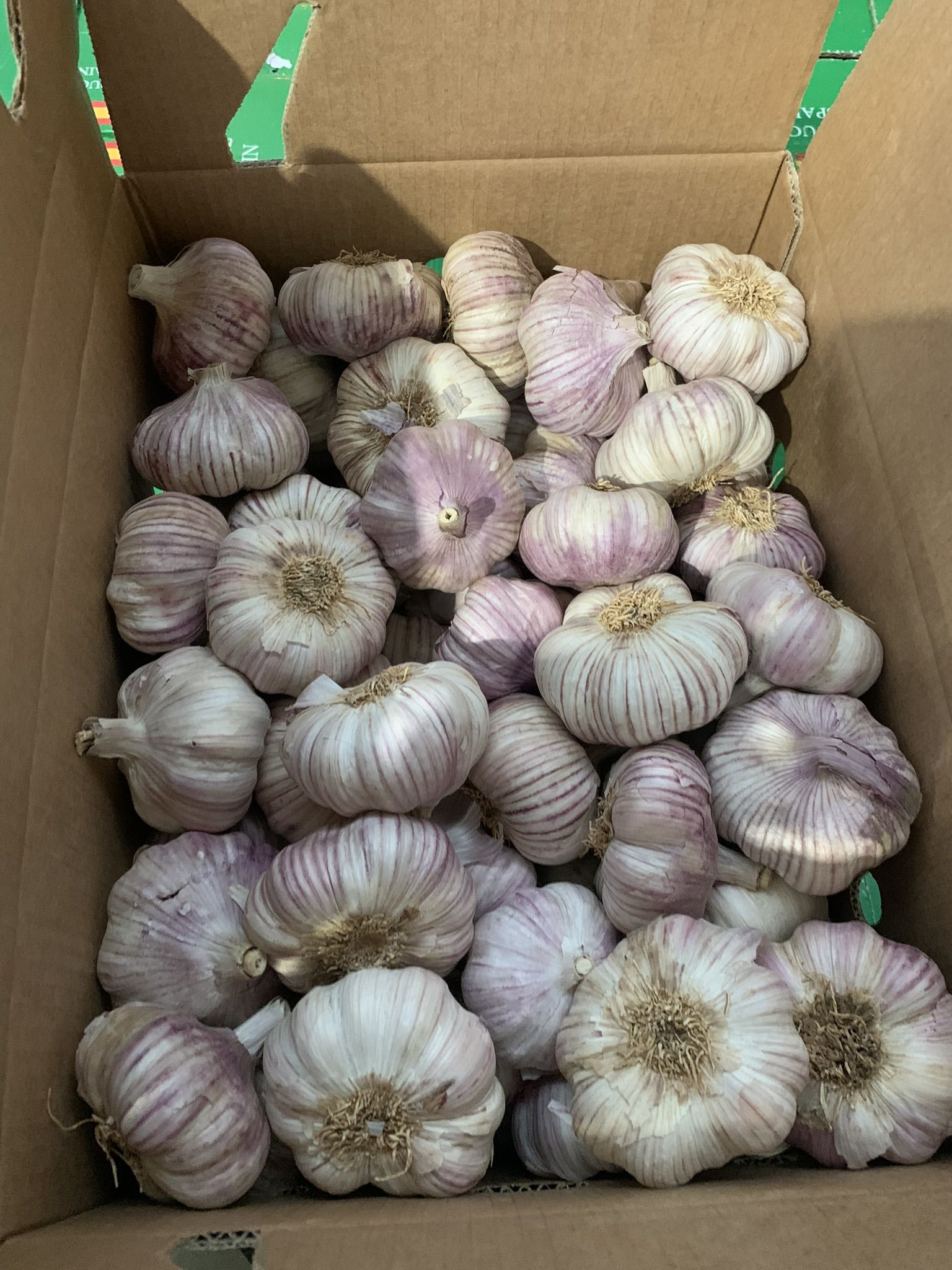 Buy Garlic, Fresh Garlic from AGRICOLA MAJITO GOMEZ, Spain | Tradewheel.com