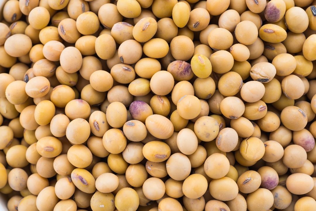 Buy Premium-grade Soybean Grown From Malawi from Yahu Investments ...