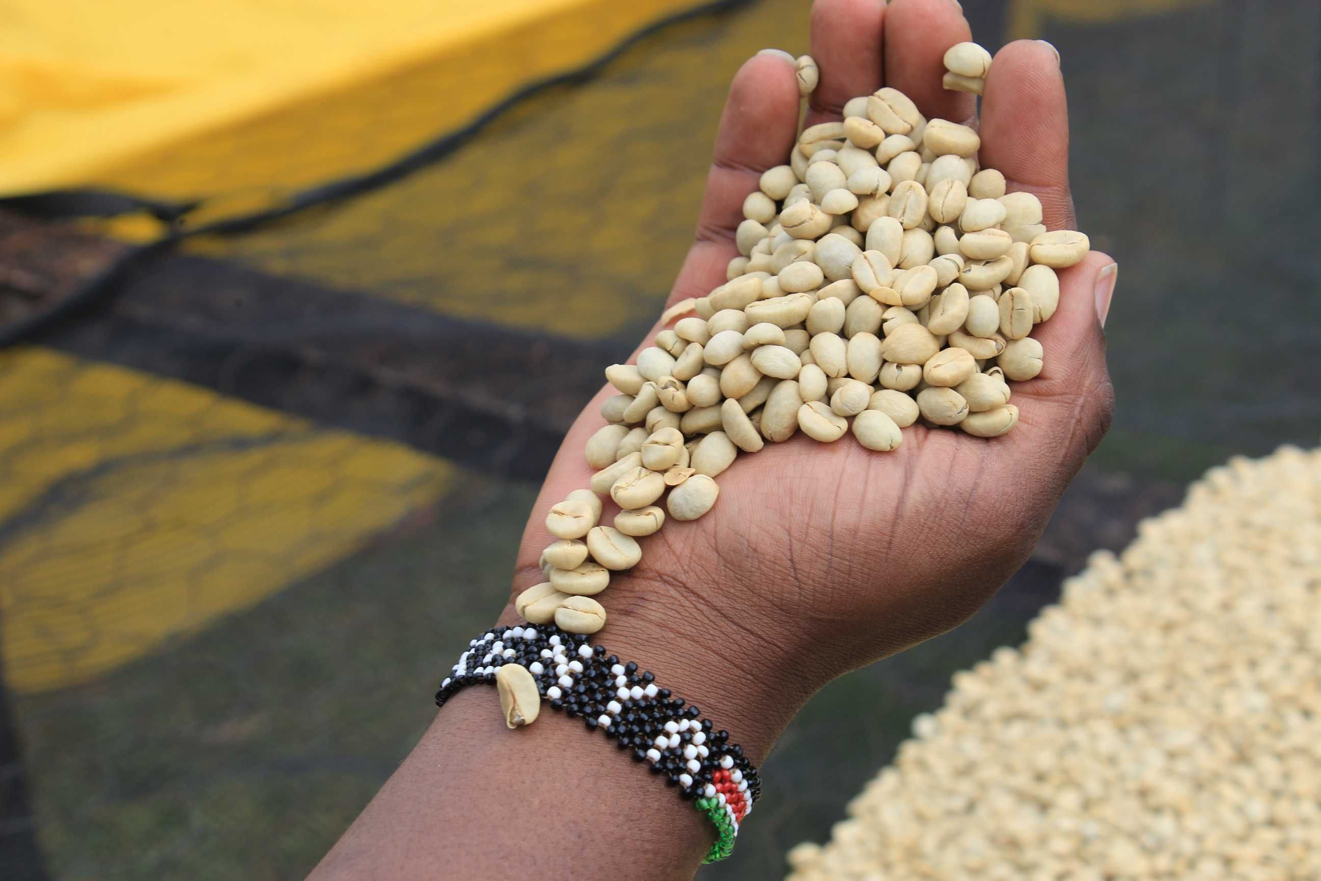 Buy Kenyan Arabica Coffee Beans from Crowd Farm Africa, Kenya ...