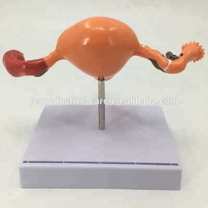 Buy Advanced Pvc Female Reproductive Organs Uterus Ovaries And Vaginal ...