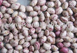 Buy Chinese Light Speckled Kidney Bean from Tianjin Dinghao Nuts Spices ...