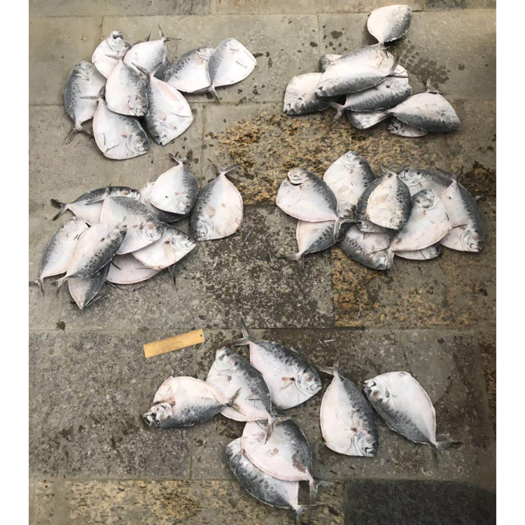 Buy Frozen Moon Fish Market Price Frozen Seafood from Xiamen Hai Zhi ...