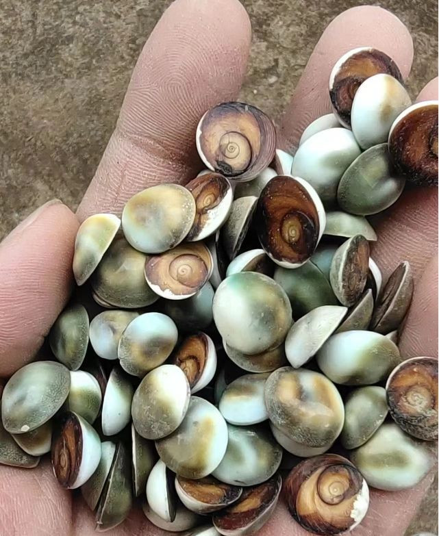 Buy Natural Cat Eye Sea Shells /turbo Chrysostomus Operculum Shell from ...