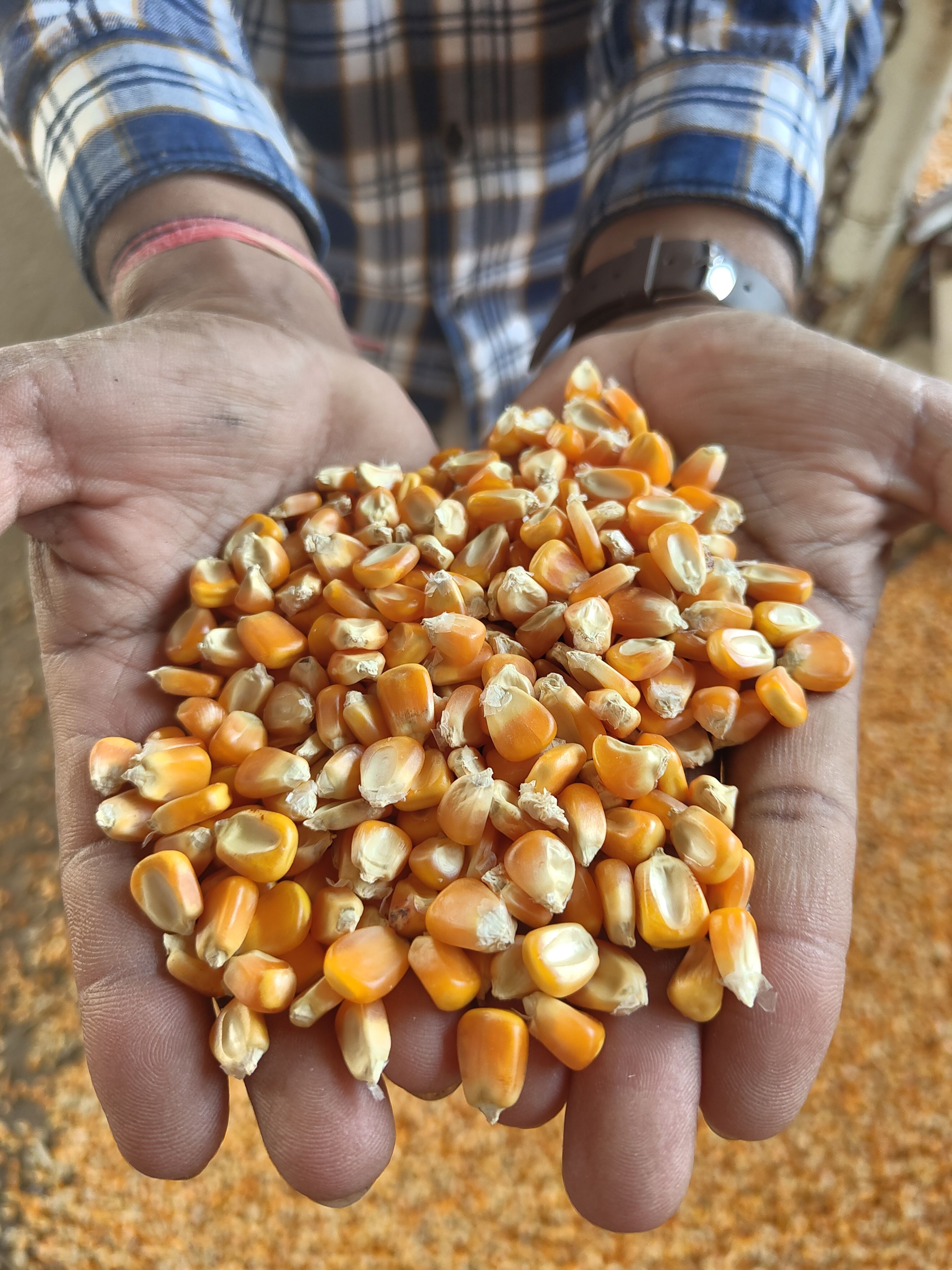 Buy Maize Corn from Oraio Global, India | Tradewheel.com