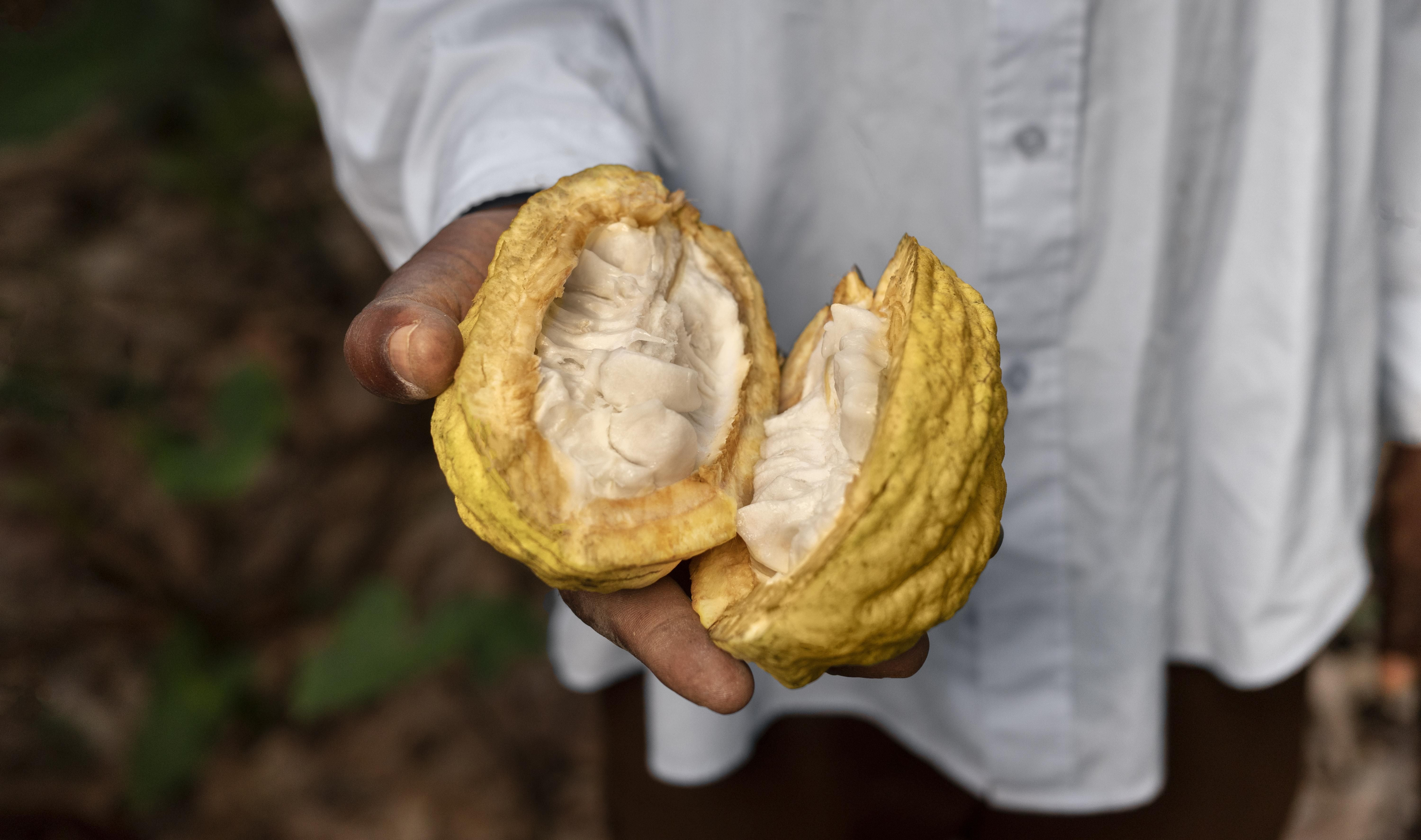 Buy Cocoa Beans from Ango Harvest, Angola | Tradewheel.com