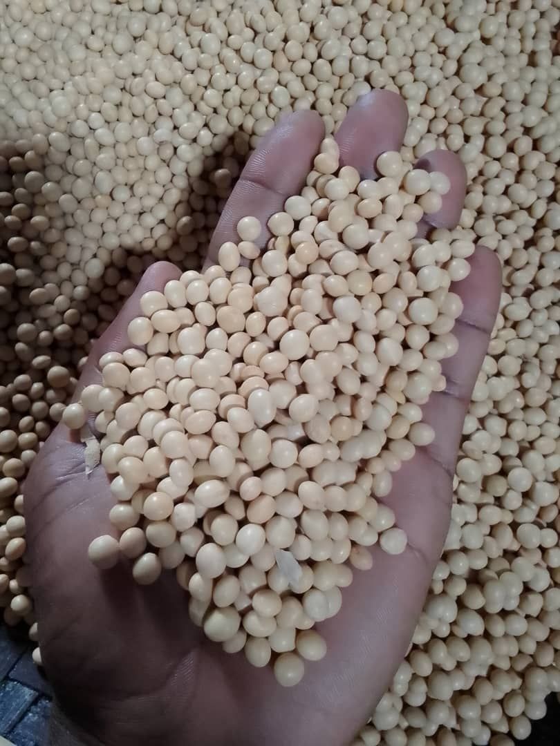 Buy Premium Grade Non-gmo Soya Beans For Bulk Export from Ariwara ...