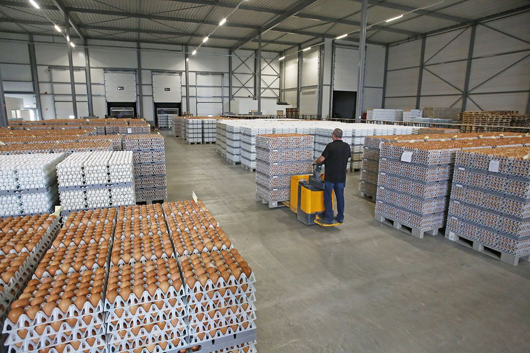 Buy Shell Eggs For Retail And Wholesale Usa,fresh Farm Eggs Usa ...