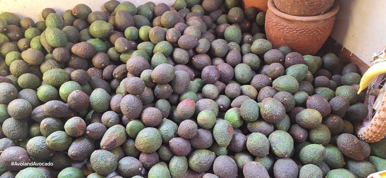 Buy Ripe & Ready Avocados – Perfect For Immediate Use from Ariwara ...