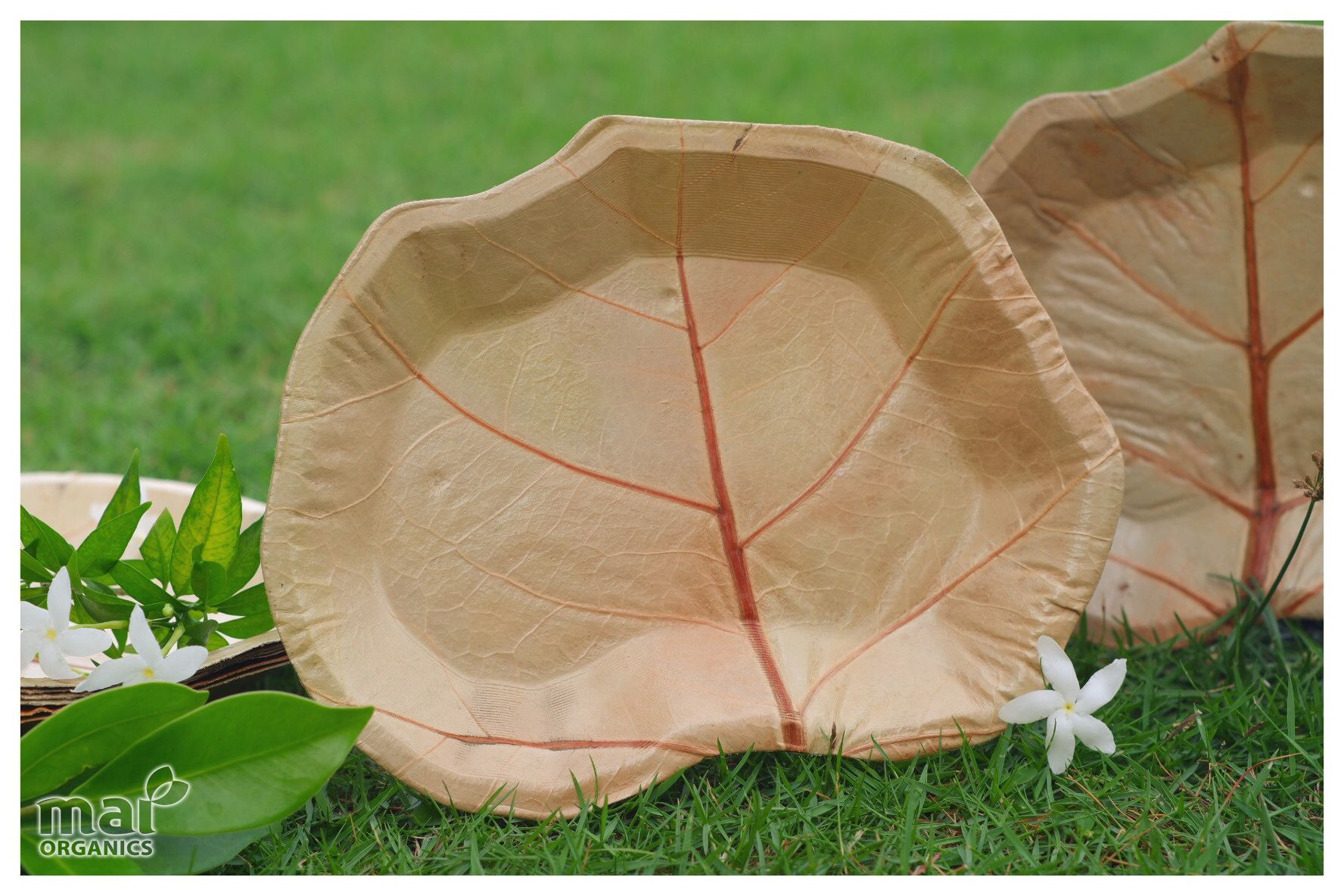 Buy Sea Grape Leaf Plates from Hoang Mai Organic Agriculture Company ...