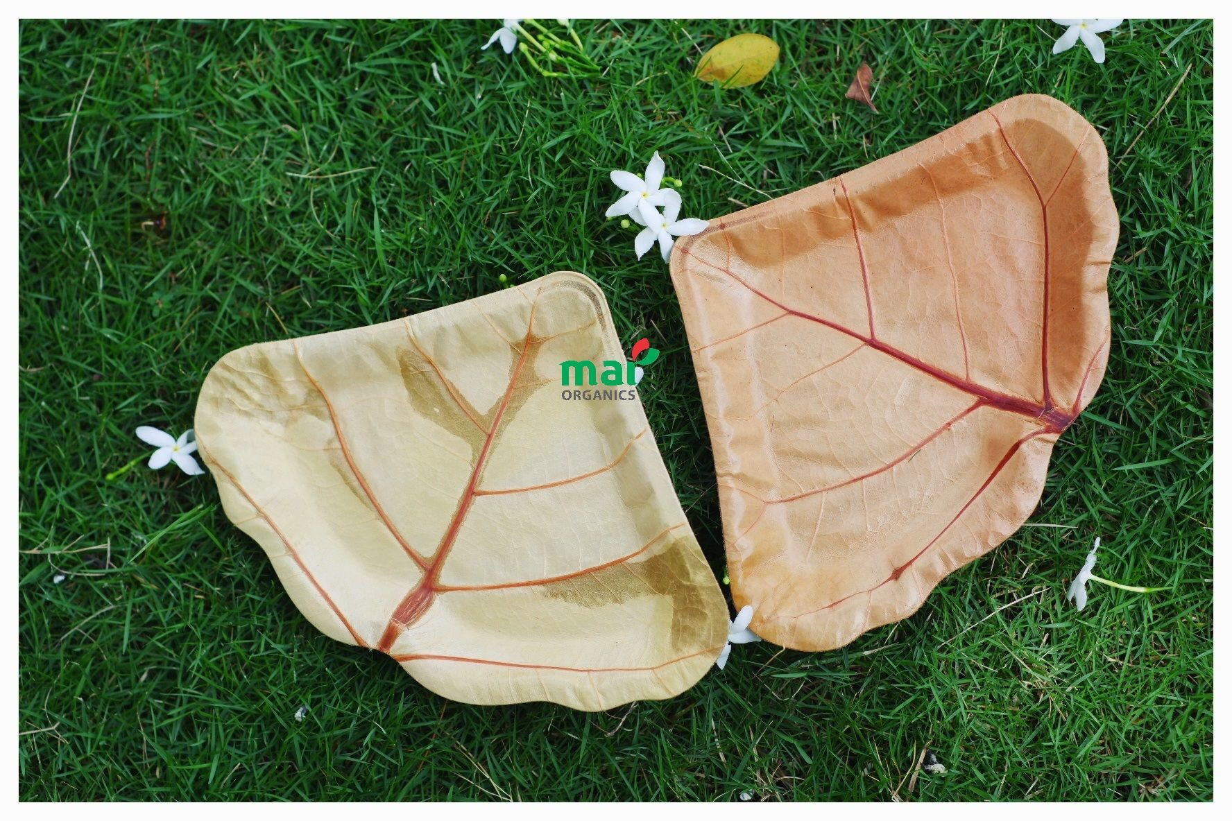 Buy Sea Grape Leaf Plates from Hoang Mai Organic Agriculture Company ...