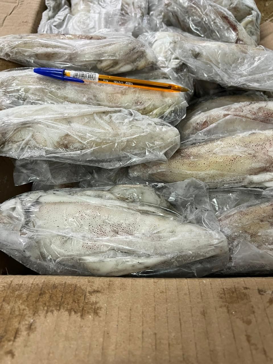 Buy Frozen Squid (calamar) – Iqf 20kg Cartons – Export From Morocco ...