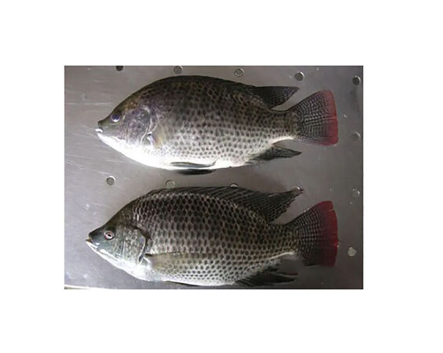Buy Best Price Fillet Tilapia Fillet Price Wholesale Frozen Fillet 5-7 ...