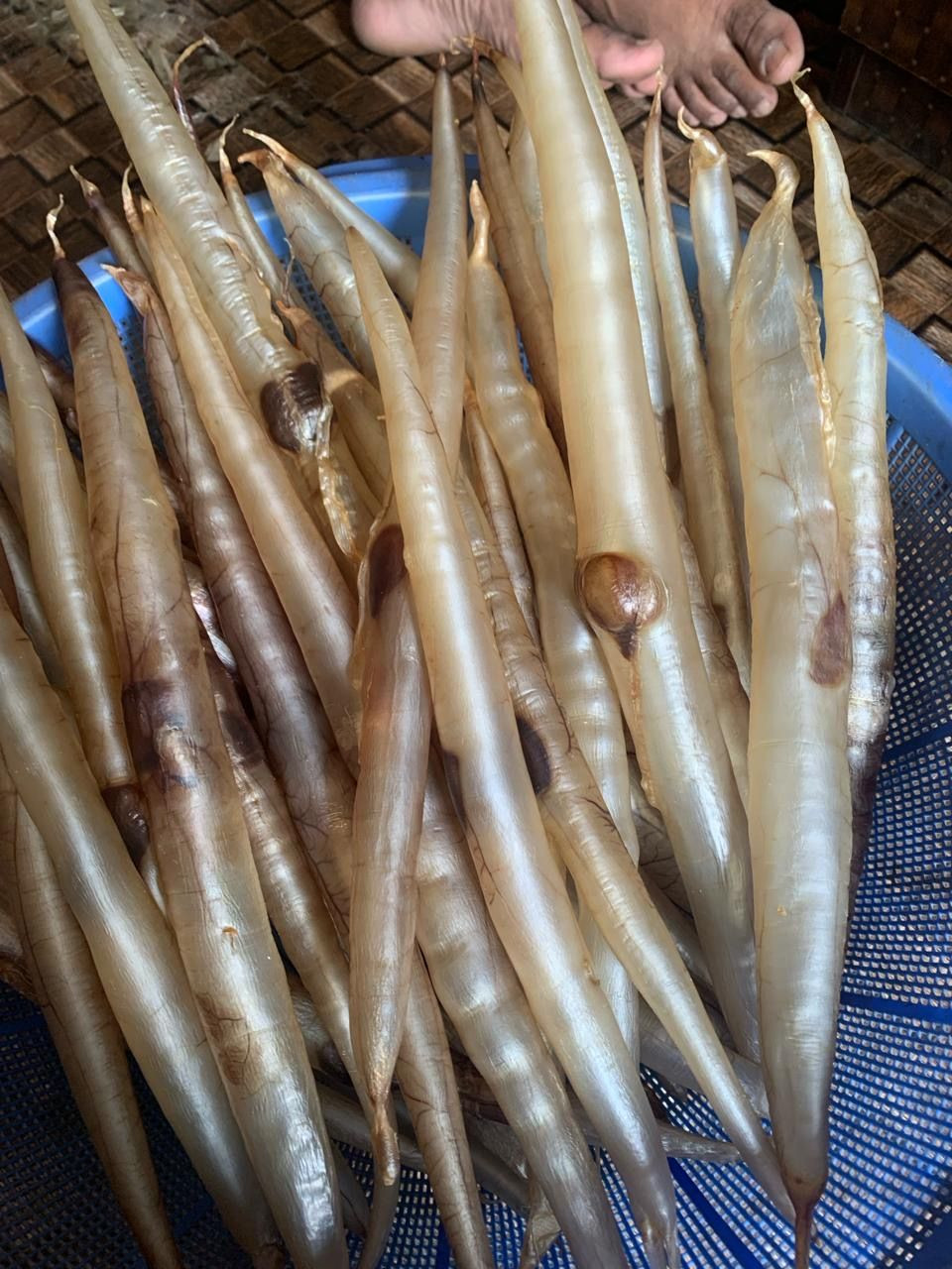 Buy Fish Maw from Fish Maw of Bengal Sea, Bangladesh | Tradewheel.com