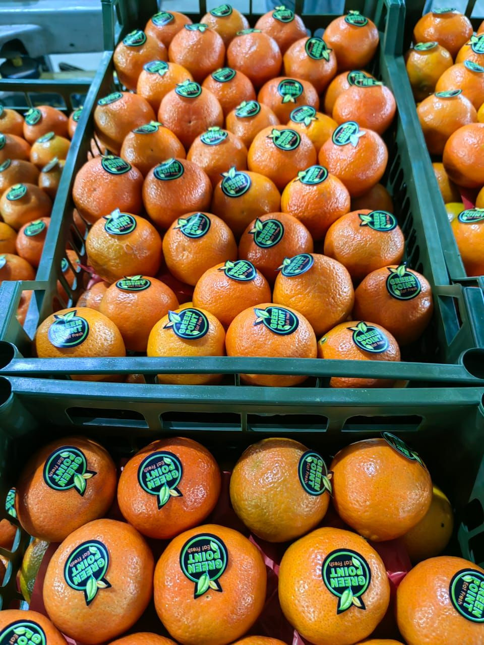 Buy Fresh Mandarin from Greenpointcompany, Egypt | Tradewheel.com