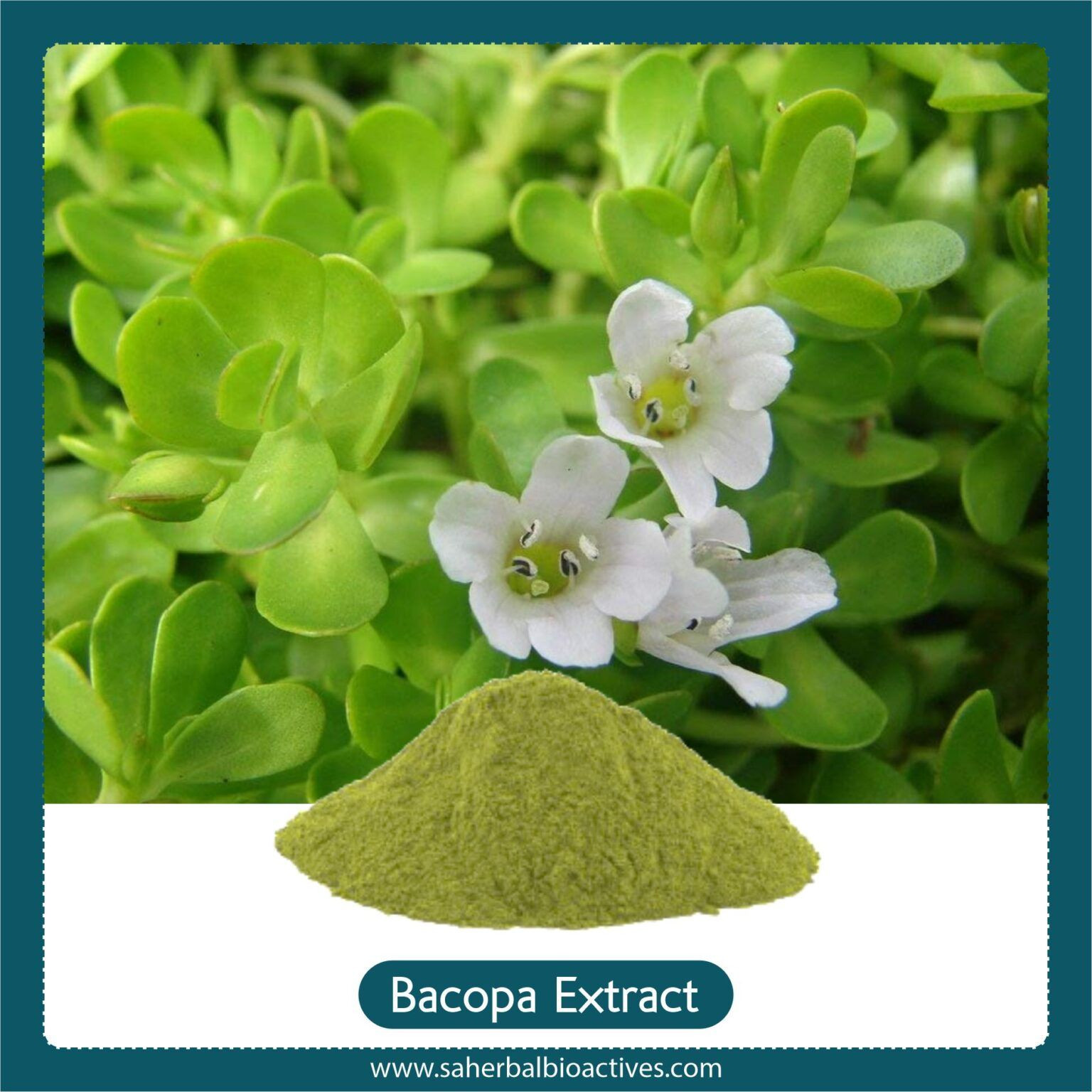 Buy Organic Bacopa Extract from JK BOTANICALS PVT LTD, India ...