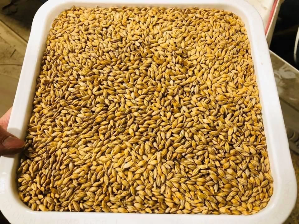 Buy Animal Feed Barley from EXG SP ZOO, Poland | Tradewheel.com