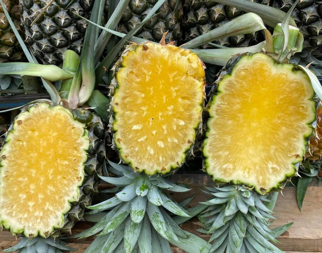 Buy Fresh Pineapple Fruit From Thailand from FRESHIE FOOD EXPORT ...