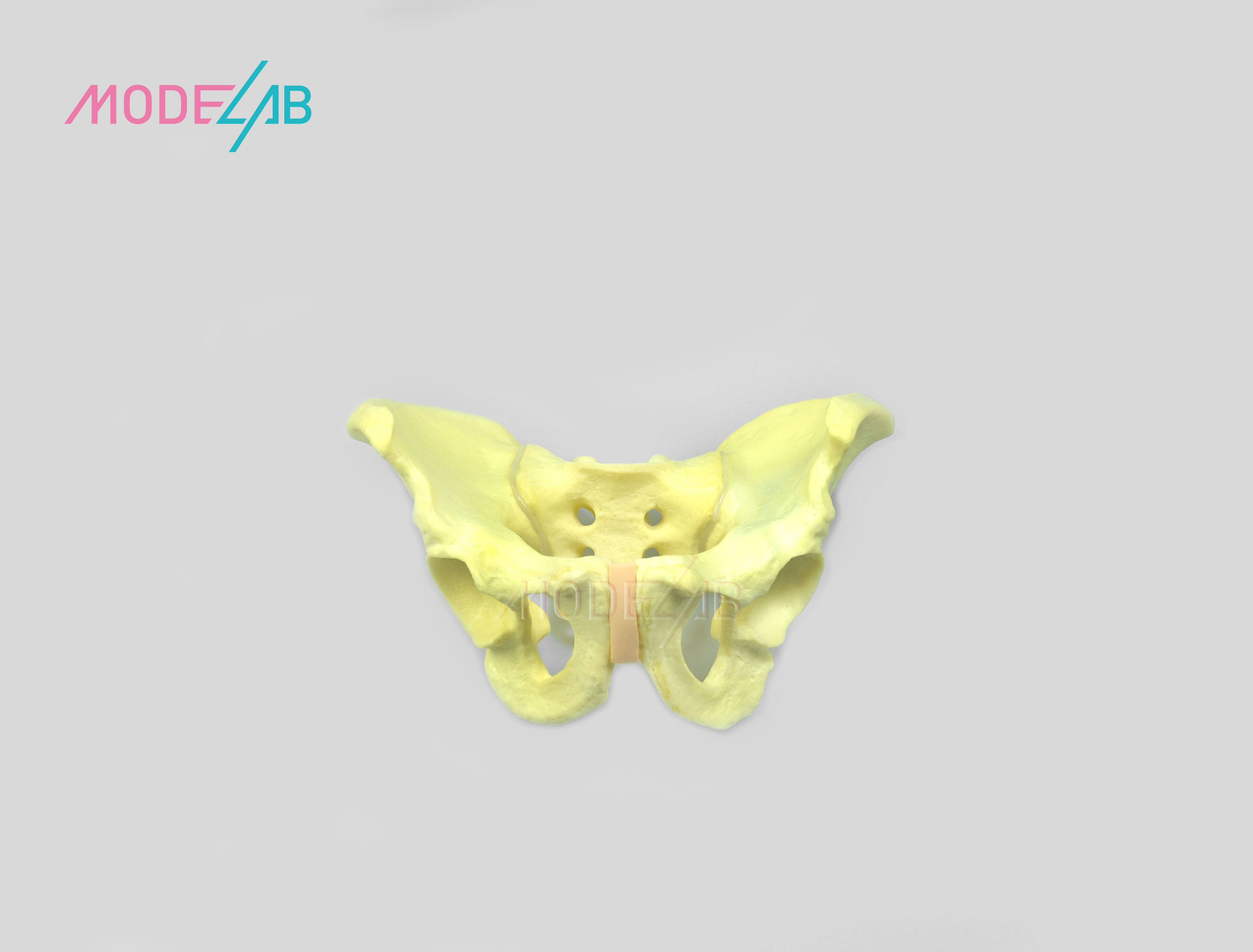 Buy Pelvic Bone Mode from Modelab Biotechnology Co.,Ltd, China ...